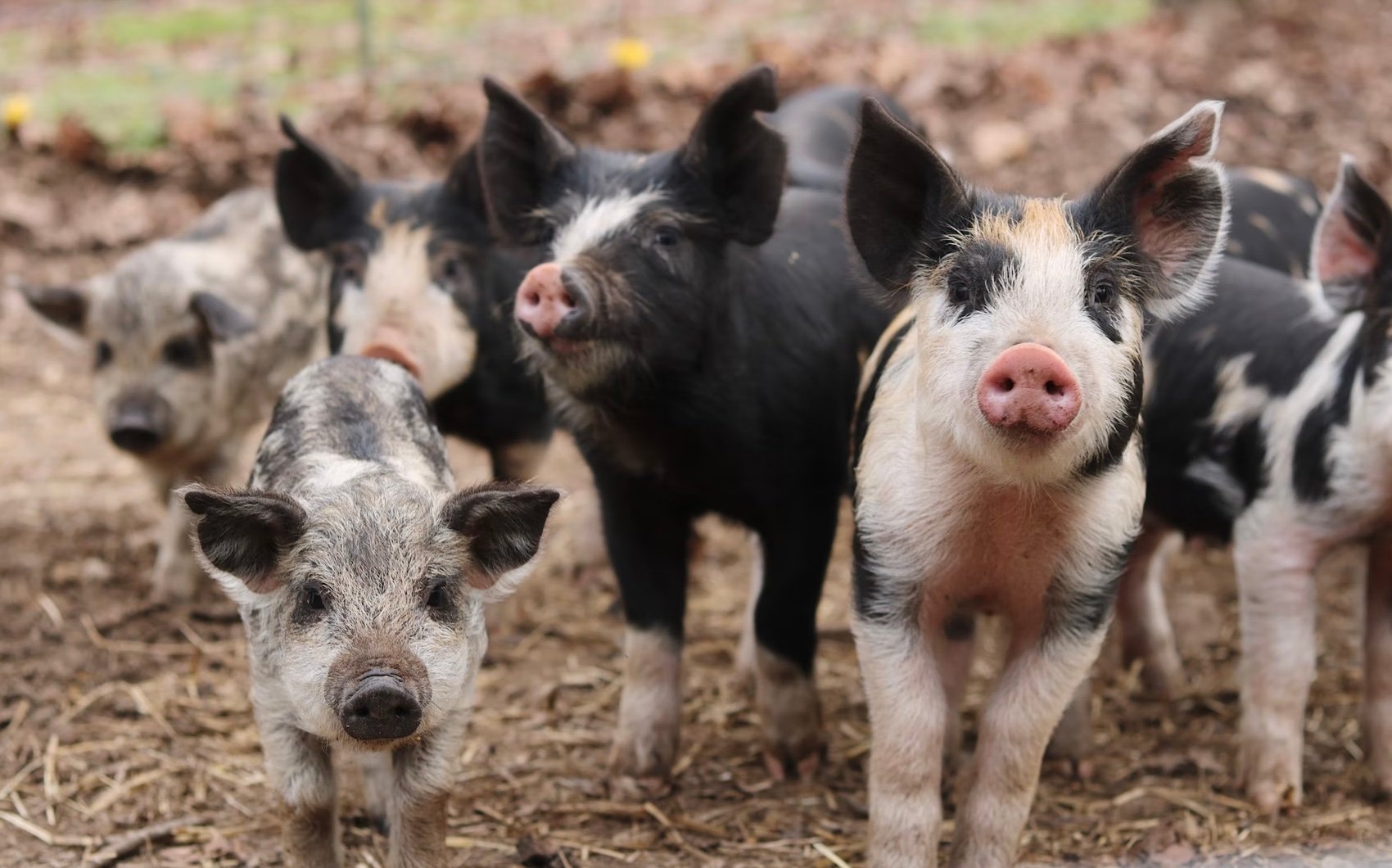 Arrest Made After 1,000-Hog Death Wave Rocks Small Iowa County ...