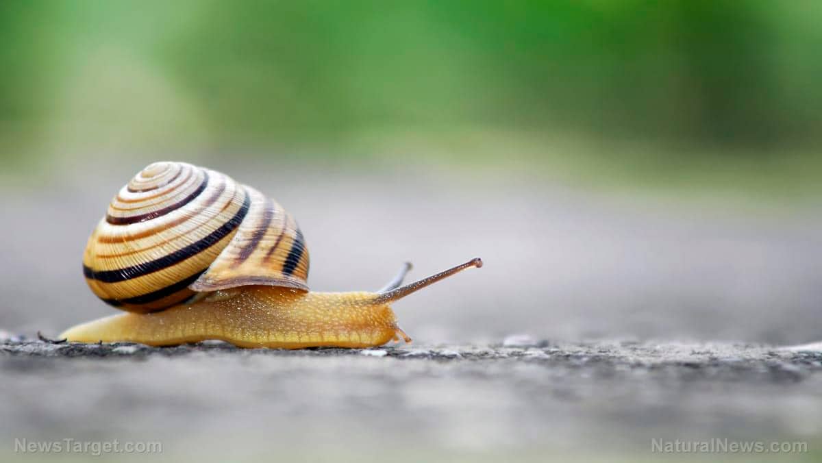 Emergency food supply tips: How to forage and cook slugs and snails ...