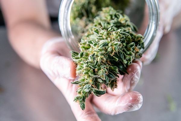 Marijuana users have high levels of HEAVY METALS in their blood and ...