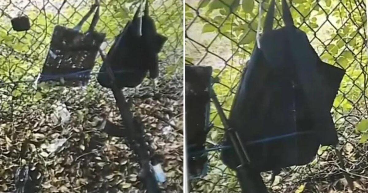 BREAKING: Trump Would-Be Assassin Identified: Ryan Wesley Routh ...