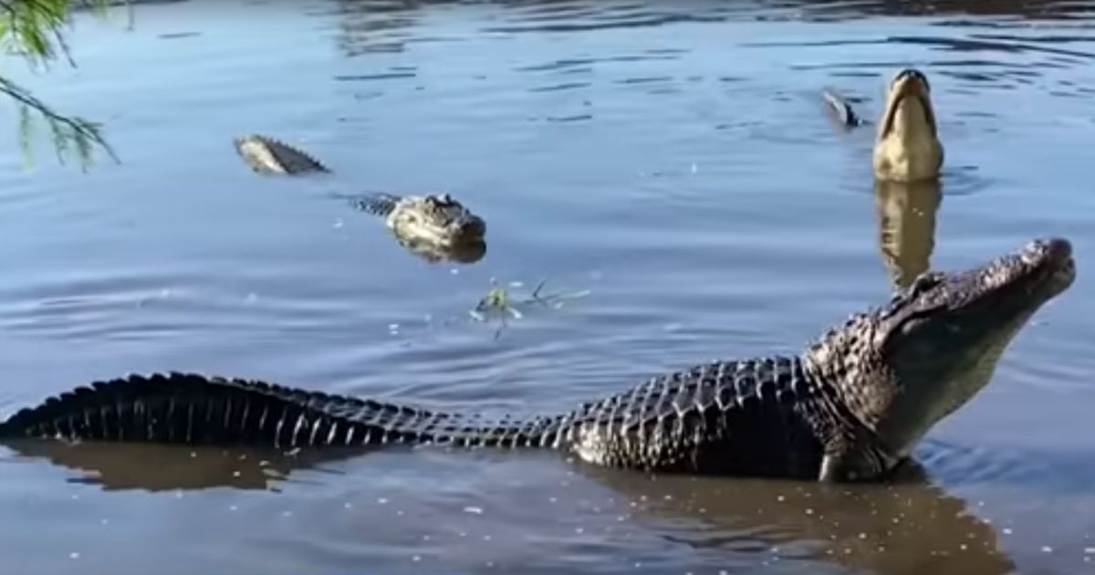 Woman in Canoe Pays with Her Life After Passing Over Hidden Alligator ...